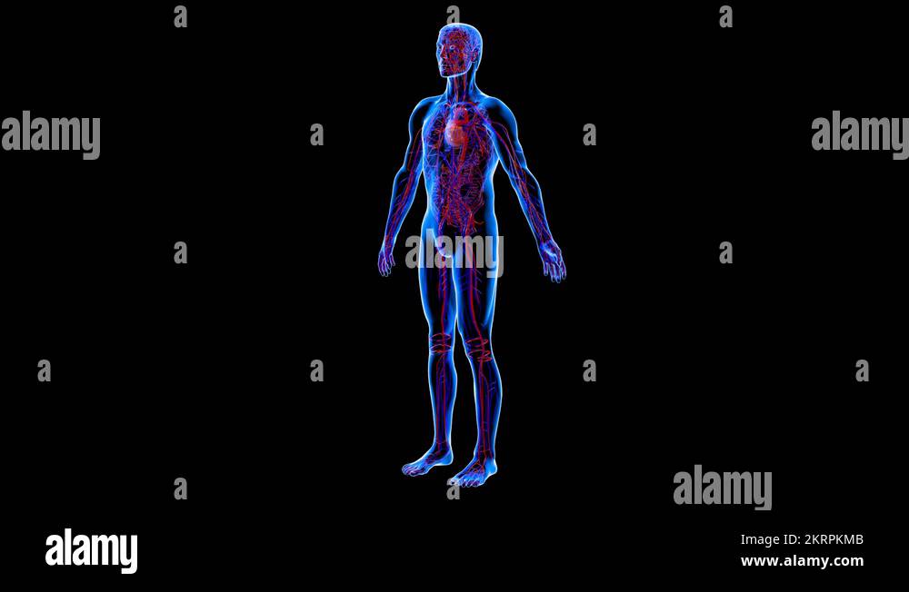 Circulatory system Stock Videos & Footage - HD and 4K Video Clips - Alamy