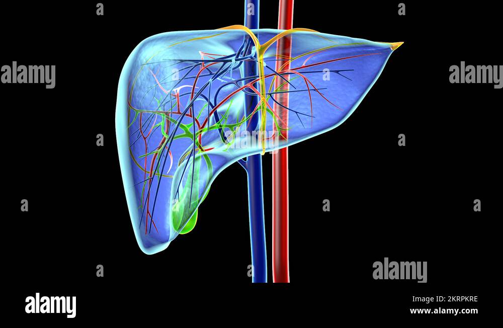 Normal human liver Stock Videos & Footage - HD and 4K Video Clips - Alamy
