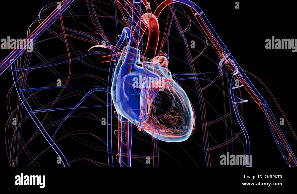 Heart circulatory system Stock Videos & Footage - HD and 4K Video Clips ...