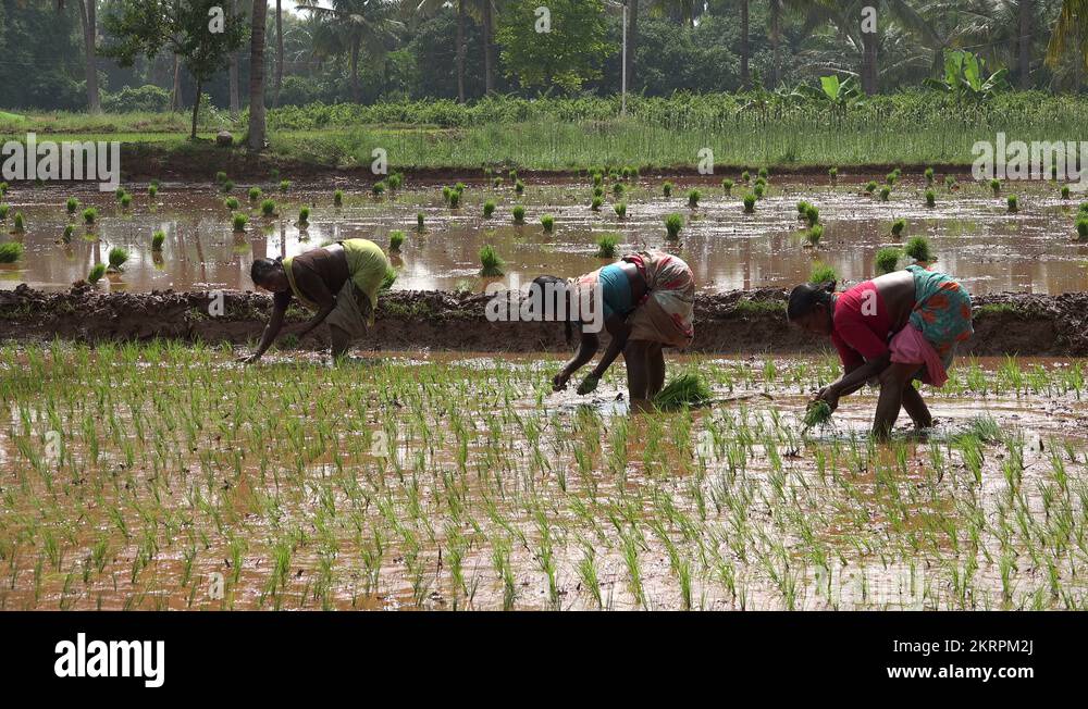South india rice paddy field Stock Videos & Footage - HD and 4K Video ...