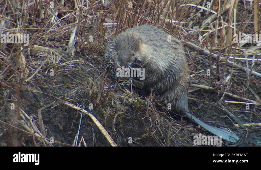 Beaver foot Stock Videos & Footage - HD and 4K Video Clips - Alamy