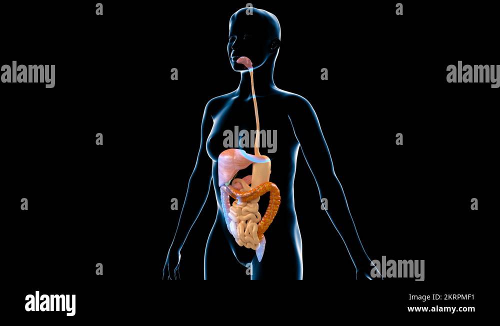 Female digestive system Stock Videos & Footage - HD and 4K Video Clips ...