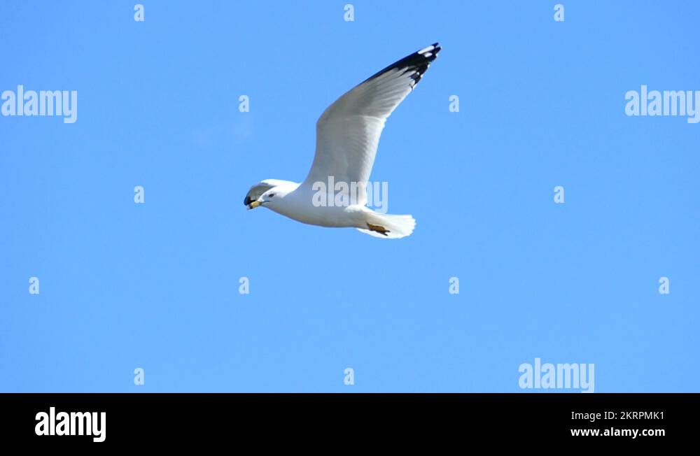 Flight action flying Stock Videos & Footage - HD and 4K Video Clips - Alamy
