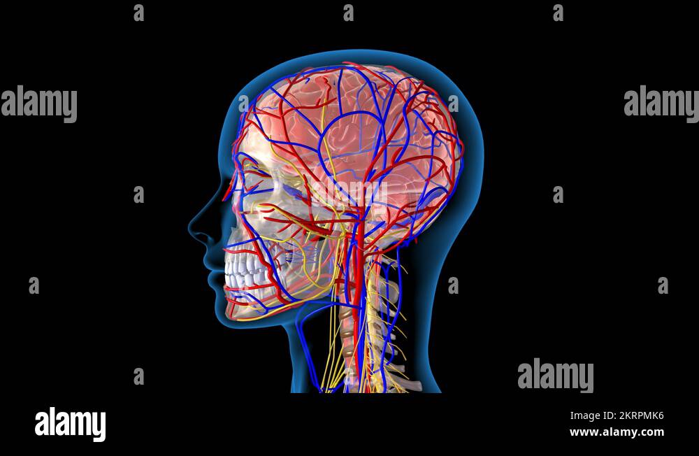 Carotid arteries bone Stock Videos & Footage - HD and 4K Video Clips ...