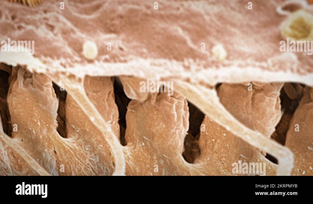 Healthy hair cells Stock Videos & Footage - HD and 4K Video Clips - Alamy