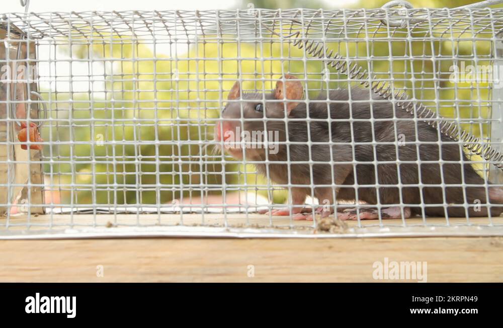 Caged rat Stock Videos & Footage - HD and 4K Video Clips - Alamy