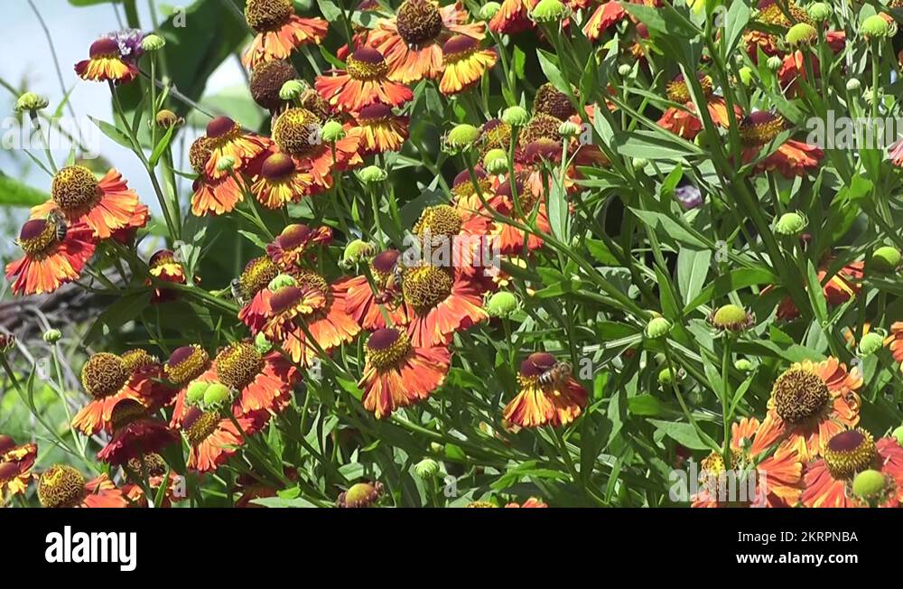 Burnt orange flowers Stock Videos & Footage - HD and 4K Video Clips - Alamy