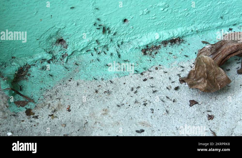 Army ant nest Stock Videos & Footage - HD and 4K Video Clips - Alamy