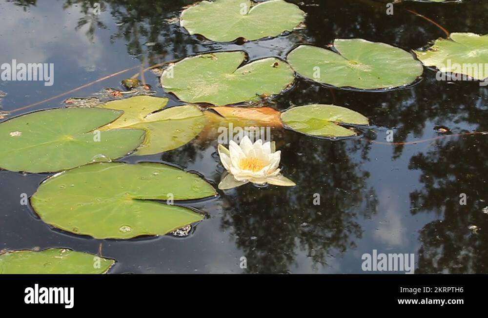 Lily flores Stock Videos & Footage - HD and 4K Video Clips - Alamy