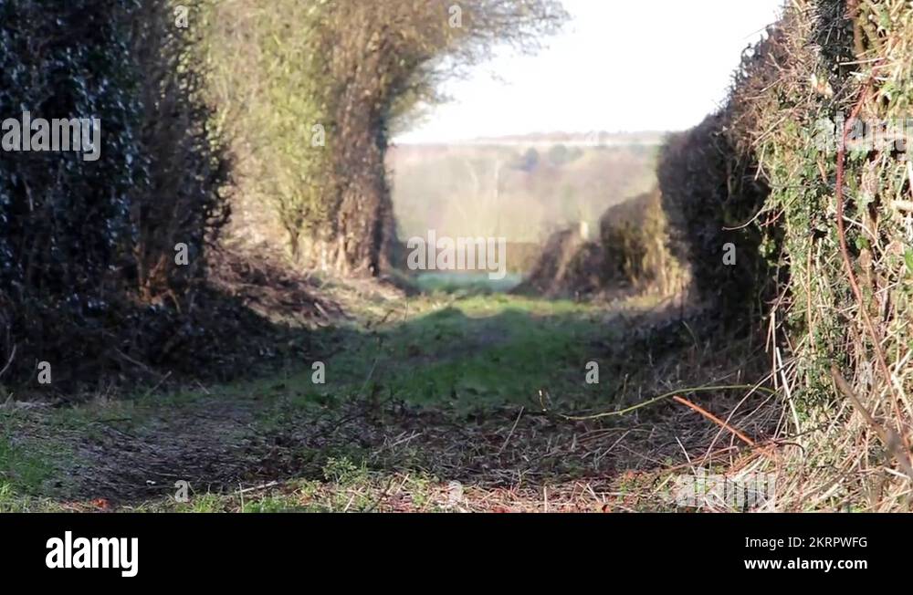 Path hedge Stock Videos & Footage - HD and 4K Video Clips - Alamy