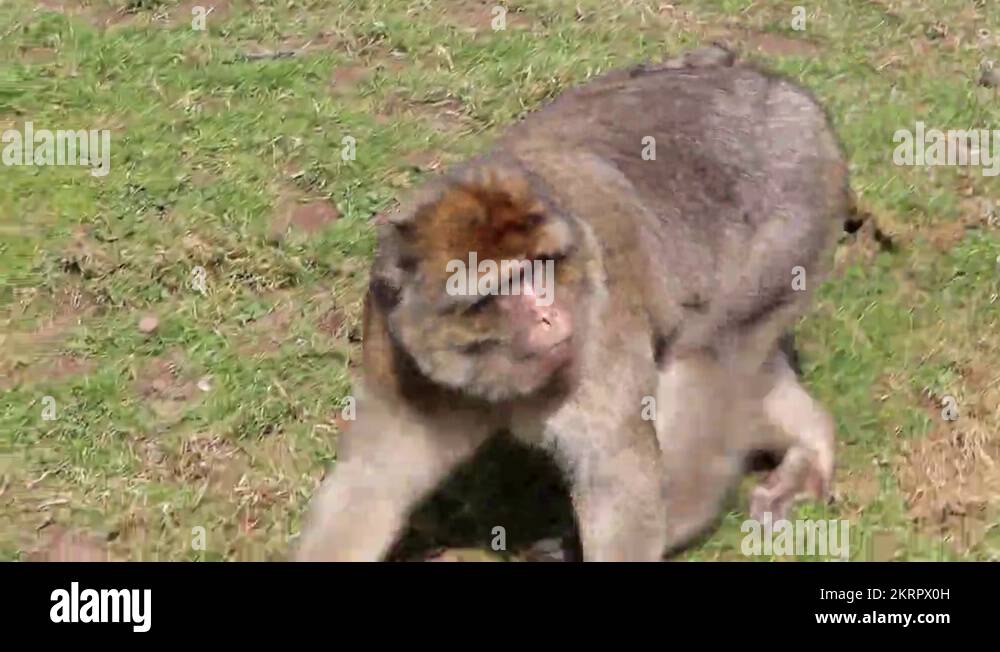 Walking monkey morocco wildlife Stock Videos & Footage - HD and 4K ...