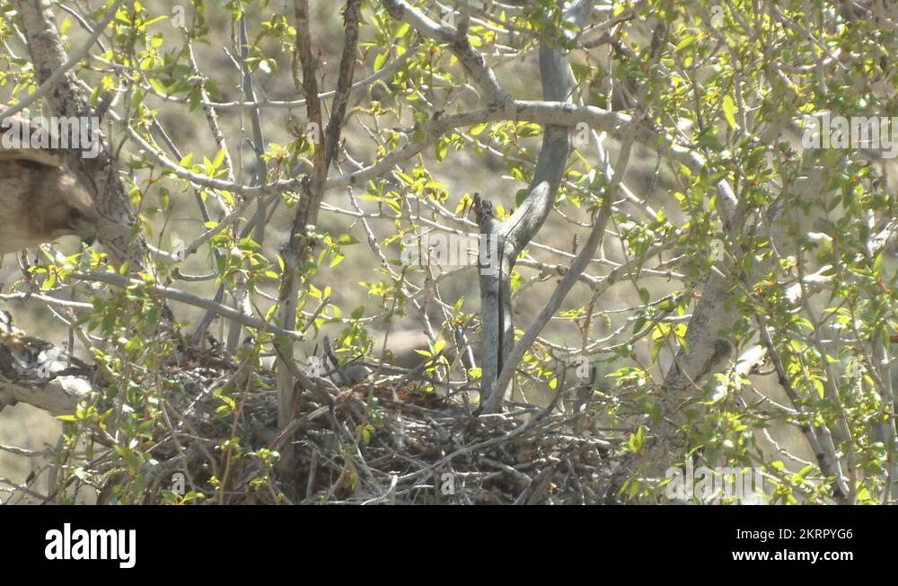 Hawk nest eggs Stock Videos & Footage - HD and 4K Video Clips - Alamy