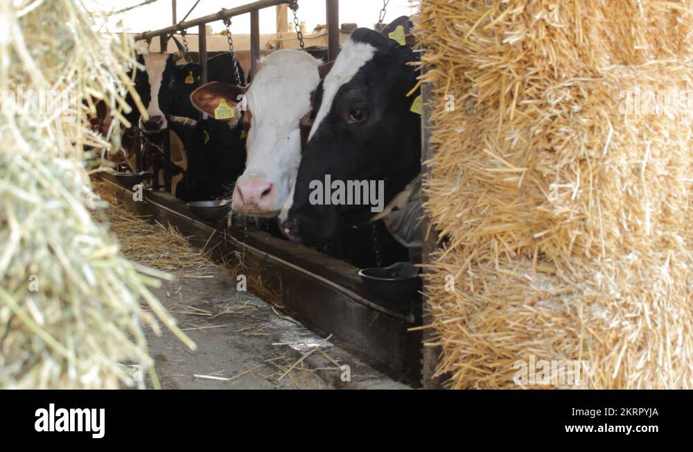 Straw for animals Stock Videos & Footage - HD and 4K Video Clips - Alamy