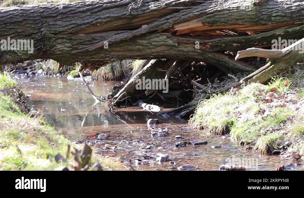 Fallen Tree over Park Stream with moss and grass - Beautiful English ...