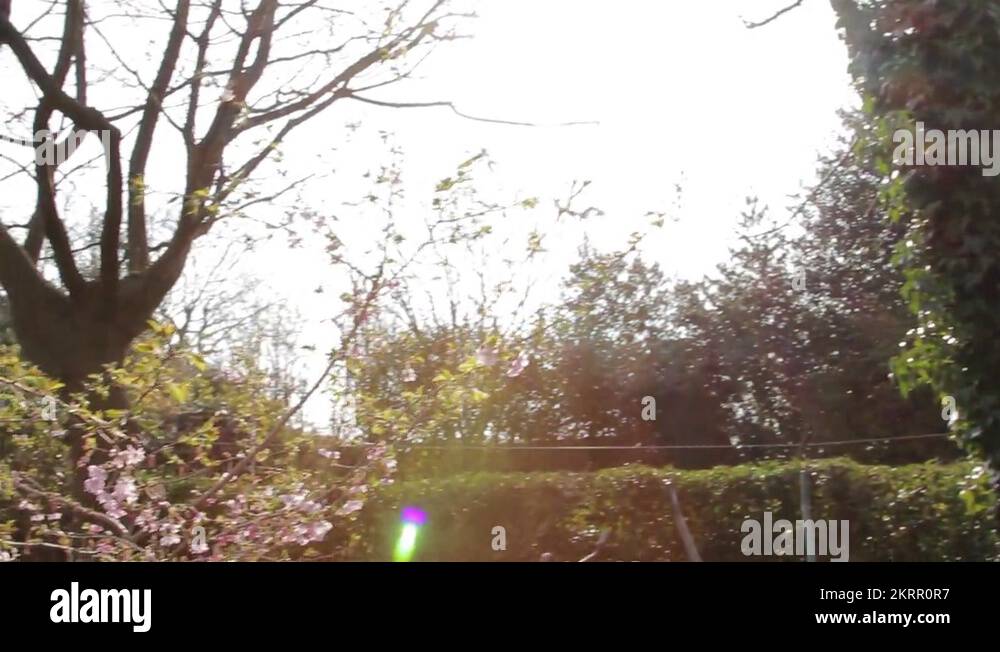 Lens Flare of Beautiful Sun Light Through Trees & Leaves - Pan to Back ...