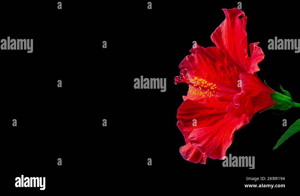 Hibiscus illustration Stock Videos & Footage - HD and 4K Video Clips ...