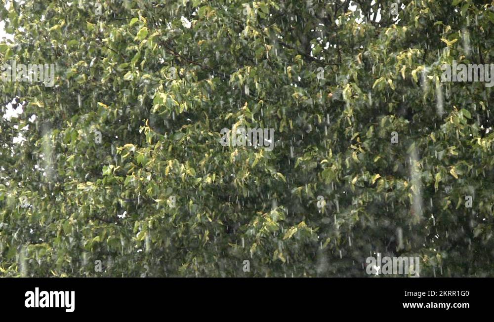Lime tree leaves Stock Videos & Footage - HD and 4K Video Clips - Alamy