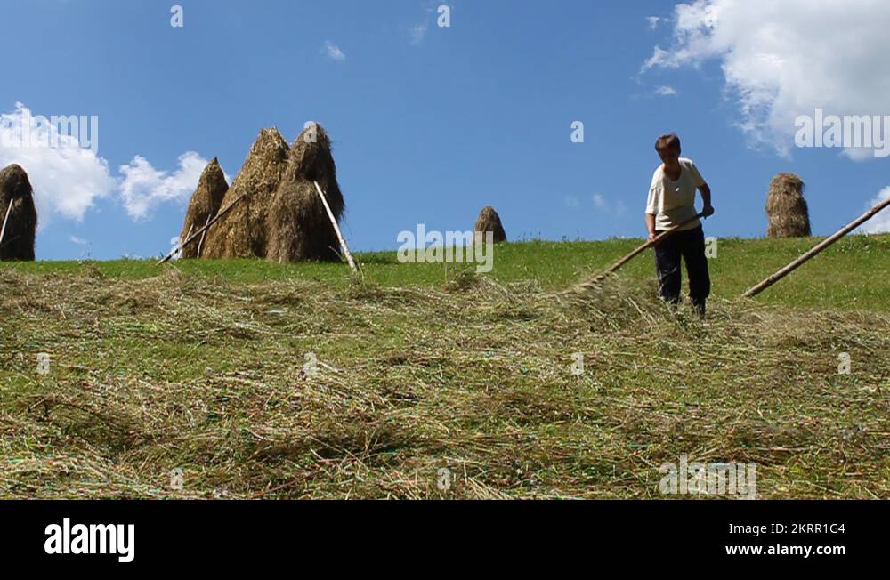 Ted the hay Stock Video Footage - Alamy