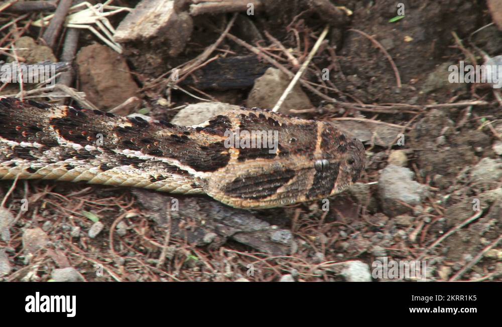 Puff head Stock Videos & Footage - HD and 4K Video Clips - Alamy