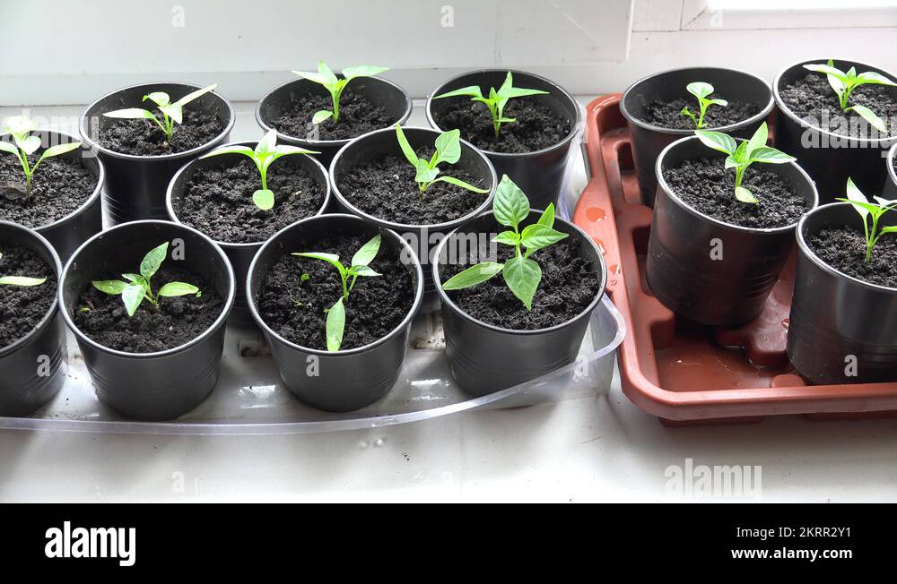Paprika, Pepper Plants in Pots on Window. Zooming. 4K UltraHD, UHD ...