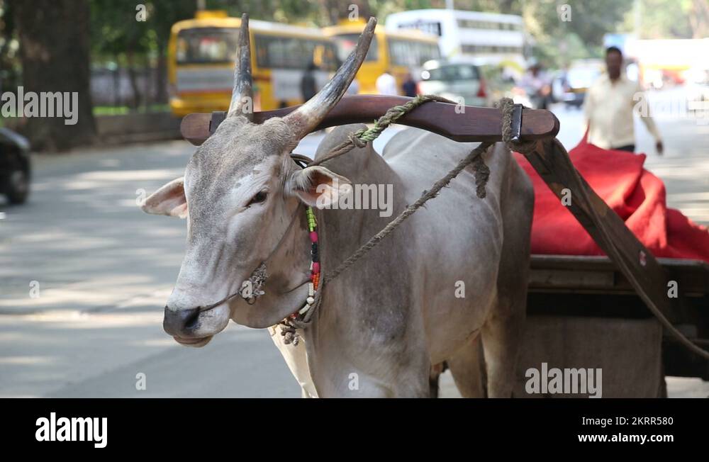 Cow carriage Stock Videos & Footage - HD and 4K Video Clips - Alamy