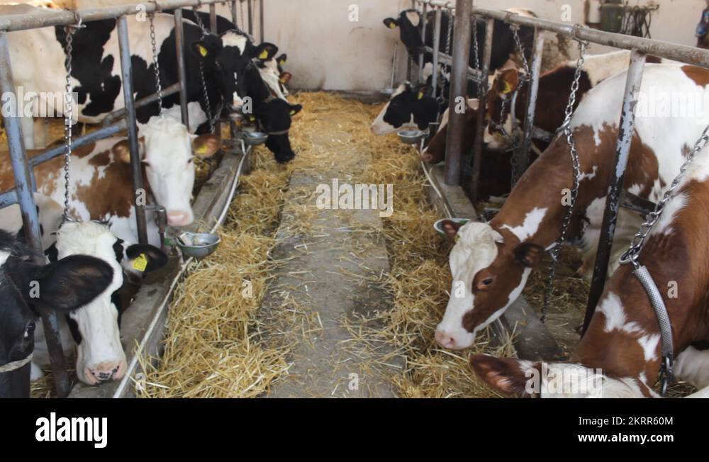 Beef livestock hay farming cattle cows meat Stock Videos & Footage - HD ...