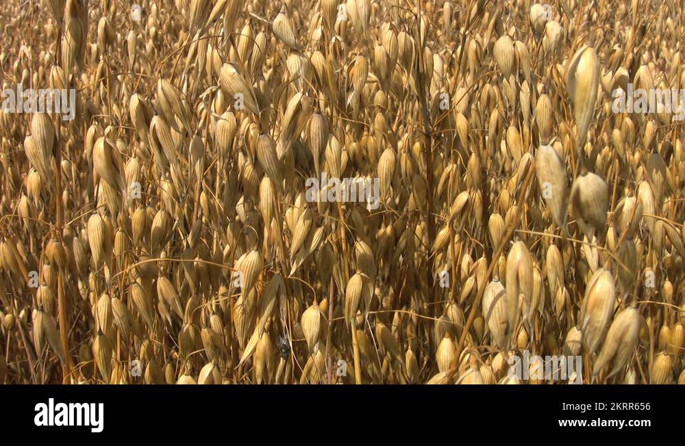 Crop of oats growing in a farm field in Northamptonshire England Stock ...