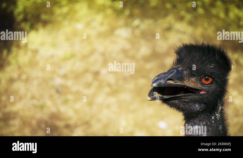 Beautiful emu bird Stock Videos & Footage - HD and 4K Video Clips - Alamy