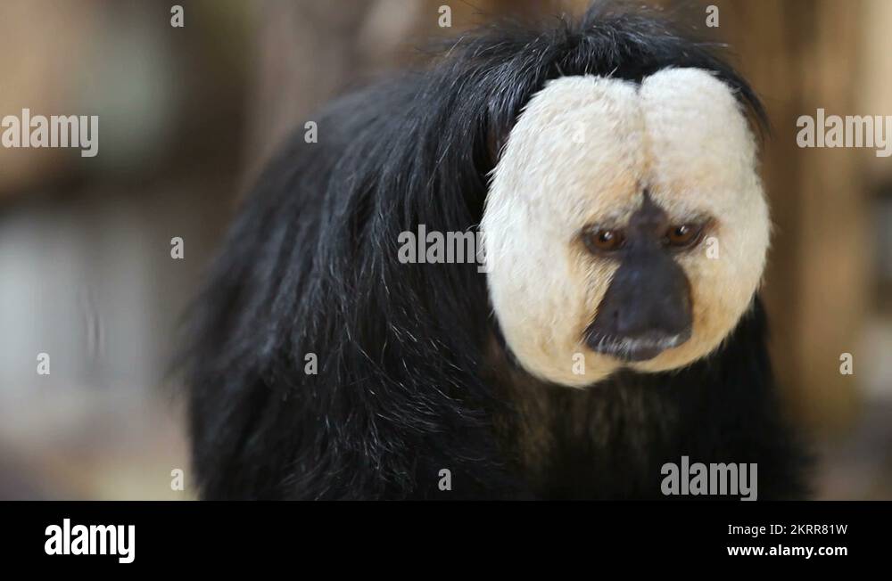 Fanny animals Stock Videos & Footage - HD and 4K Video Clips - Alamy