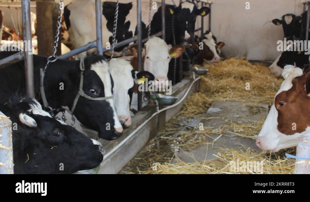 Straw animals Stock Videos & Footage - HD and 4K Video Clips - Alamy