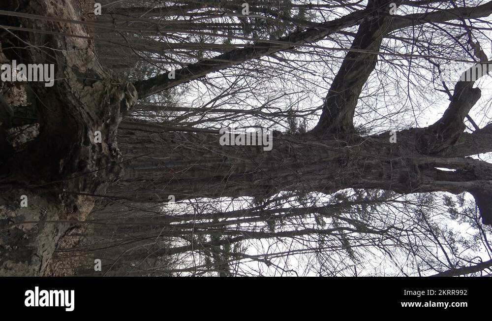 Huge Trees in the forest/ 4k Nature footage/Vertical footage Stock ...