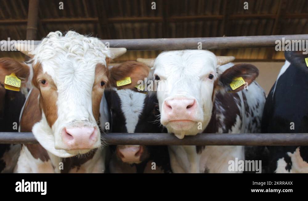 Heads of cows Stock Videos & Footage - HD and 4K Video Clips - Alamy