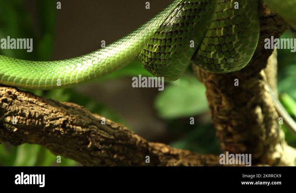 Snakes hanging Stock Videos & Footage - HD and 4K Video Clips - Alamy