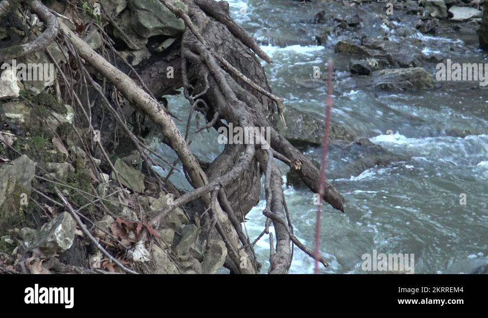Roots of trees exposed in the forest/ 4k Nature footage Stock Video ...