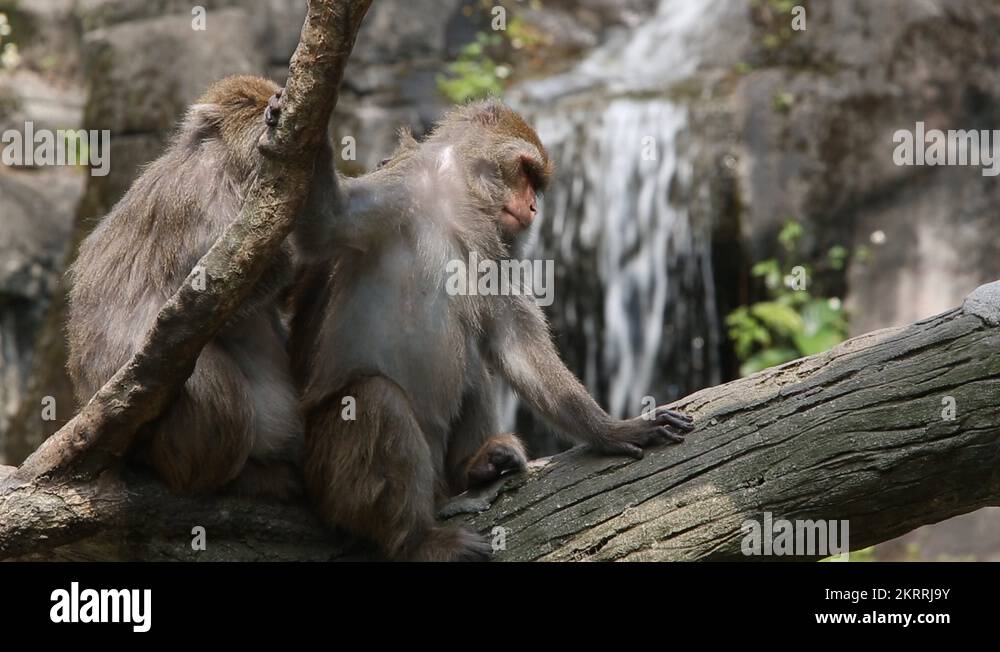 Two Formosan rock macaque sitting on the tree and grooming, waterfall ...