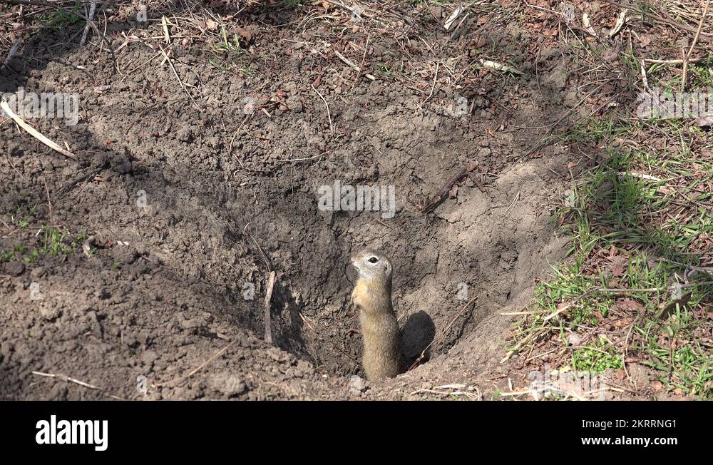 4K Weasel by Hole, Home in Field, Otter, Mink, Marten Searching for ...