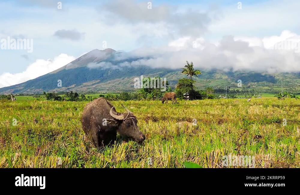 Carabao cattle Stock Videos & Footage - HD and 4K Video Clips - Alamy