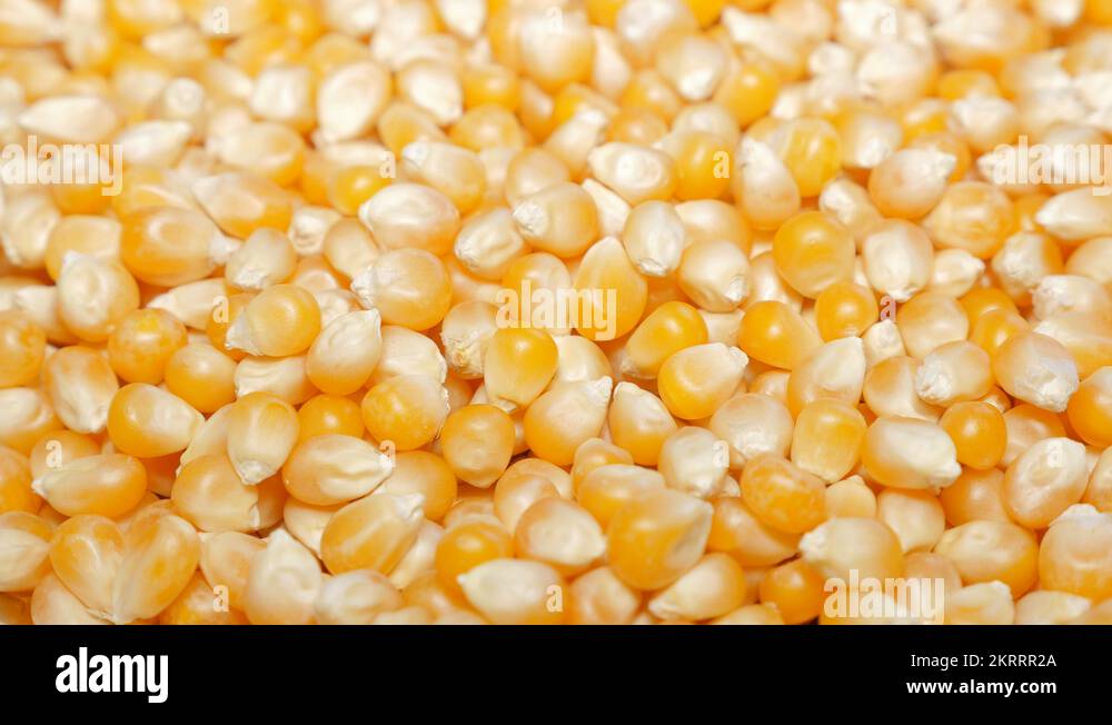 Pop corn seed Stock Videos & Footage - HD and 4K Video Clips - Alamy
