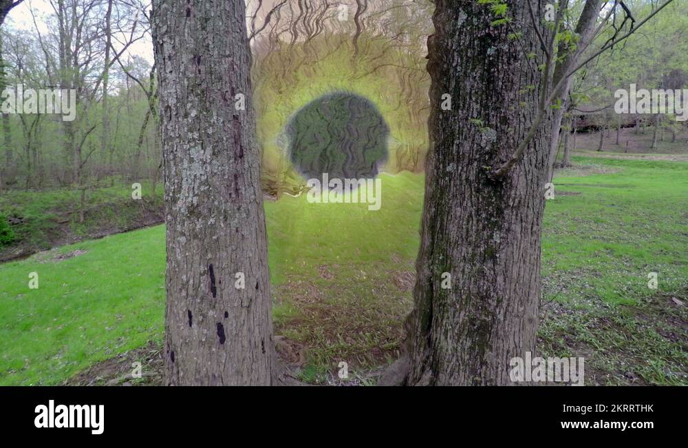 Portal tree Stock Videos & Footage - HD and 4K Video Clips - Alamy
