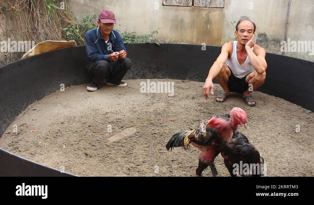 Chicken fight Stock Videos & Footage - HD and 4K Video Clips - Alamy