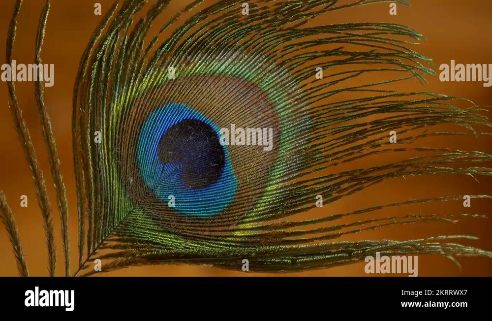 Feather colours Stock Videos & Footage - HD and 4K Video Clips - Alamy