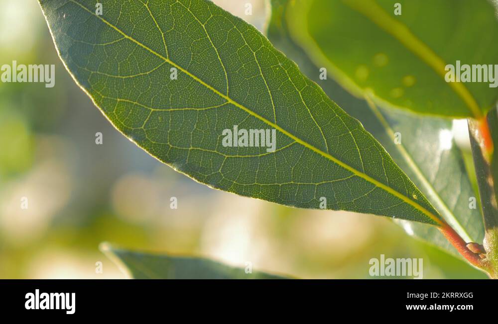 Laurel laurel laurus nobilis Stock Videos & Footage - HD and 4K Video ...