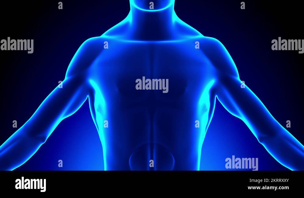 Anatomy of the trunk Stock Videos & Footage - HD and 4K Video Clips - Alamy