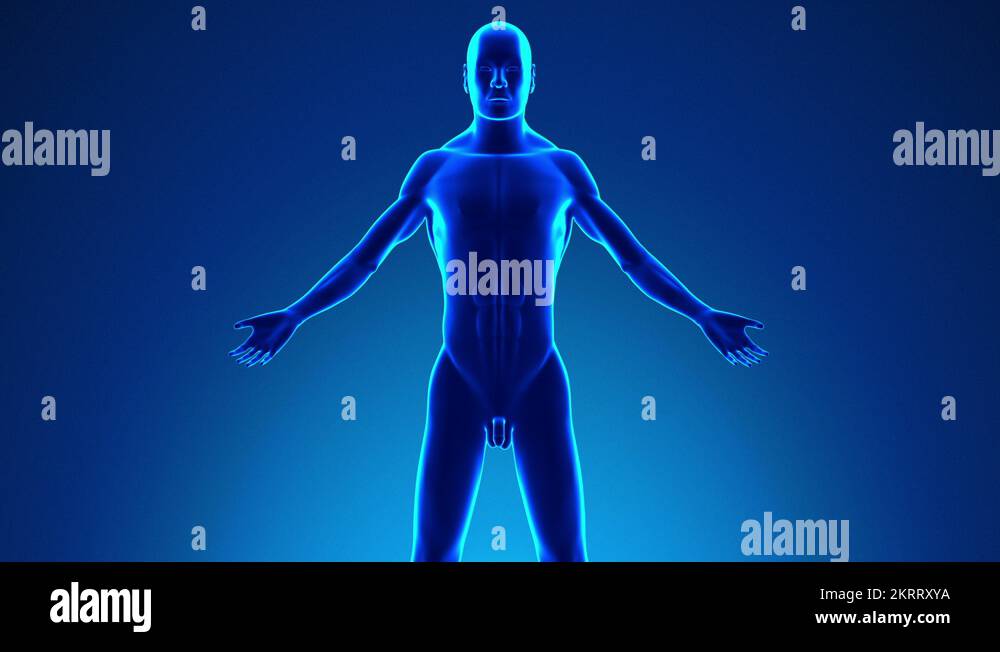 Anatomy of Human Digestive System - Medical X-Ray Scan Stock Video ...