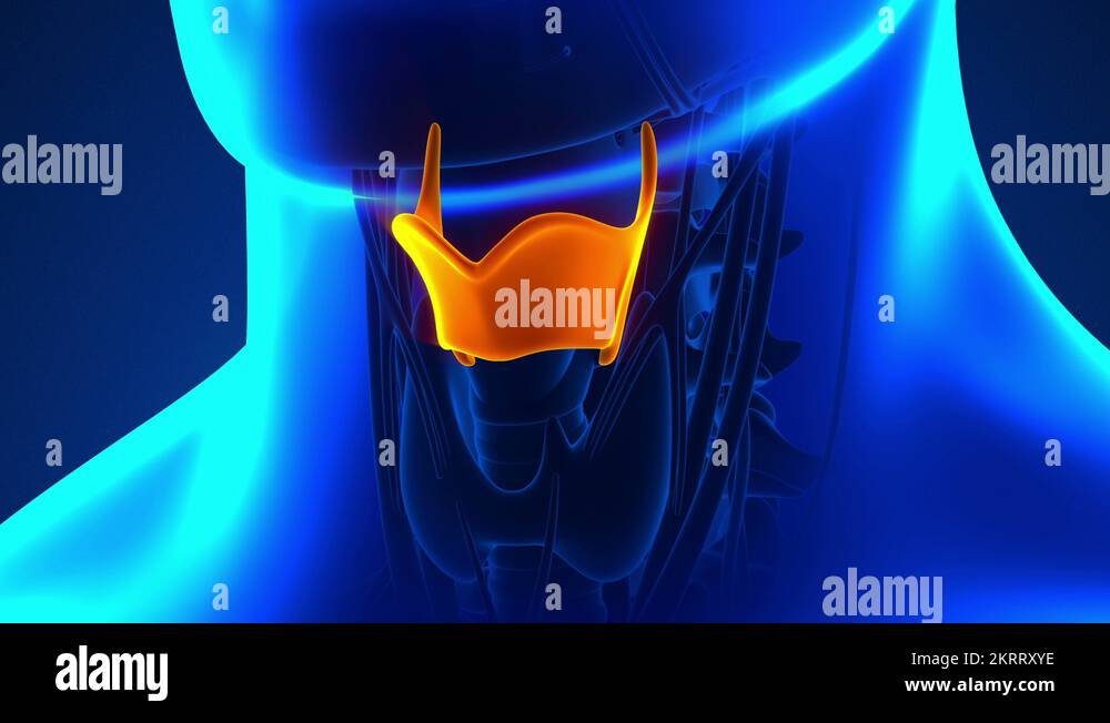 Larynx anatomy Stock Videos & Footage - HD and 4K Video Clips - Alamy