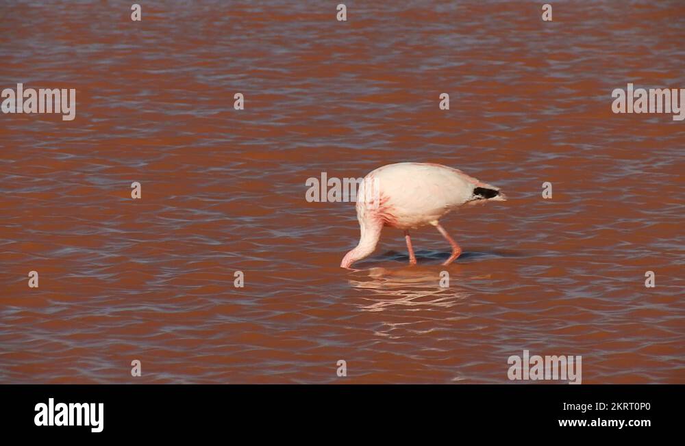 Red laguna Stock Videos & Footage - HD and 4K Video Clips - Alamy