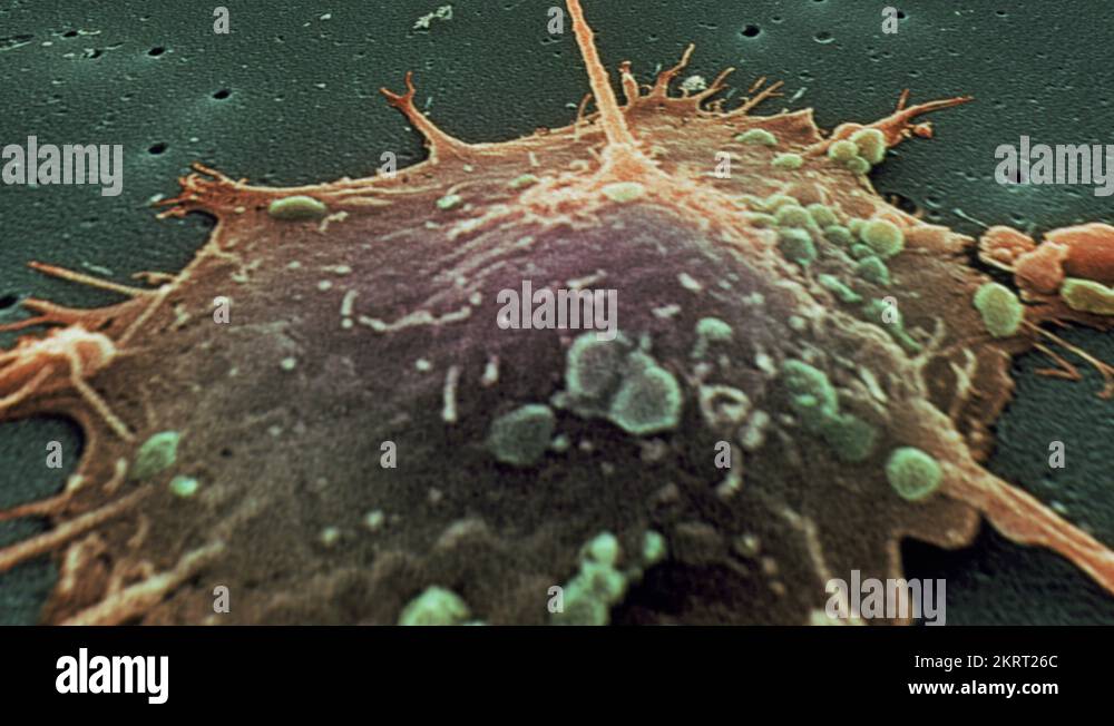 Prostate cancer cell division Stock Video Footage - Alamy