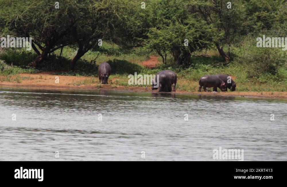 Scared of birds Stock Videos & Footage - HD and 4K Video Clips - Alamy