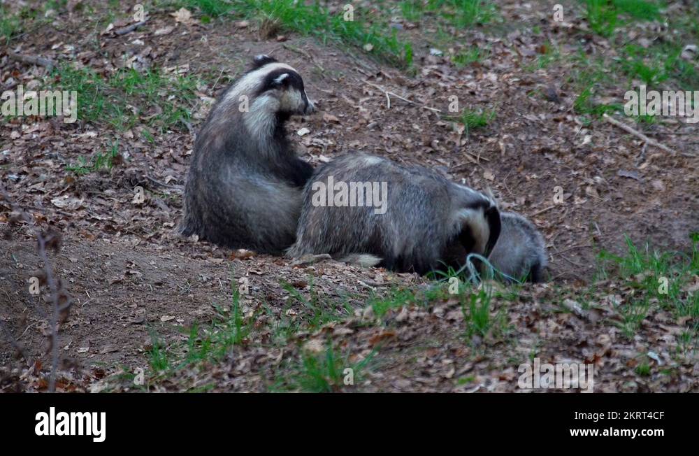 Family of badgers Stock Videos & Footage - HD and 4K Video Clips - Alamy