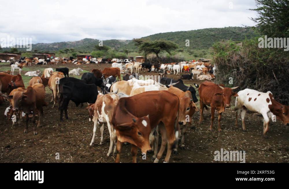 Cattle tribe Stock Videos & Footage - HD and 4K Video Clips - Alamy